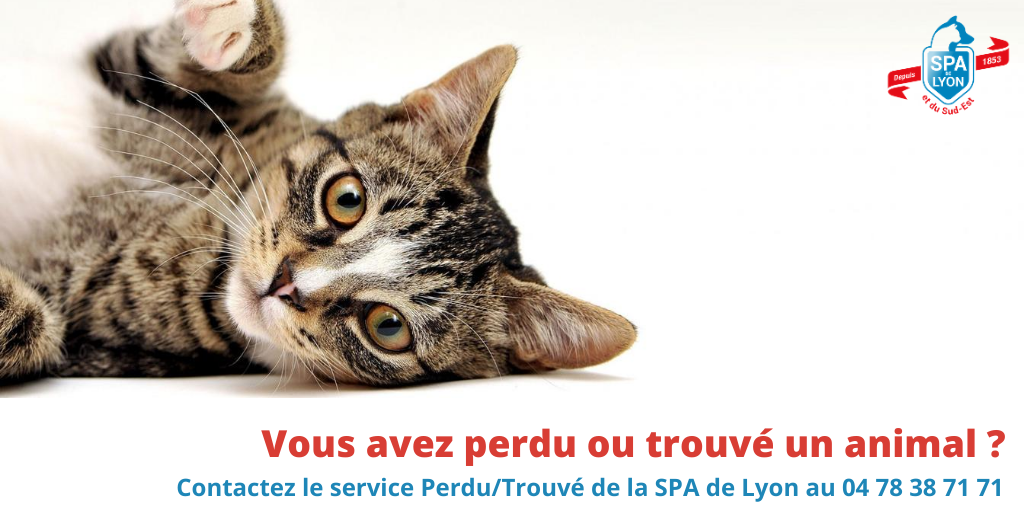 SERVICE ANIMAUX PERDUS OU TROUVÉS ETENDU AU SAMEDI - SPA de Lyon et du ...