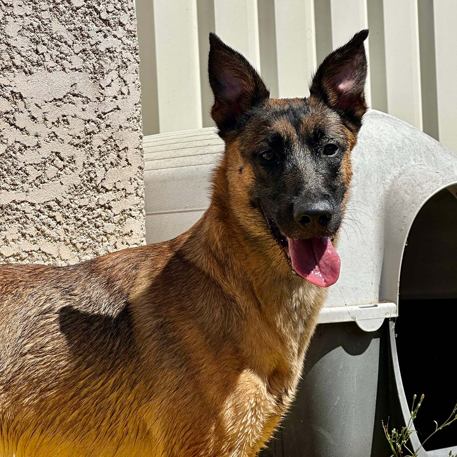 A l'adoption au refuge de Brignais - SPA de Lyon et du Sud-Est