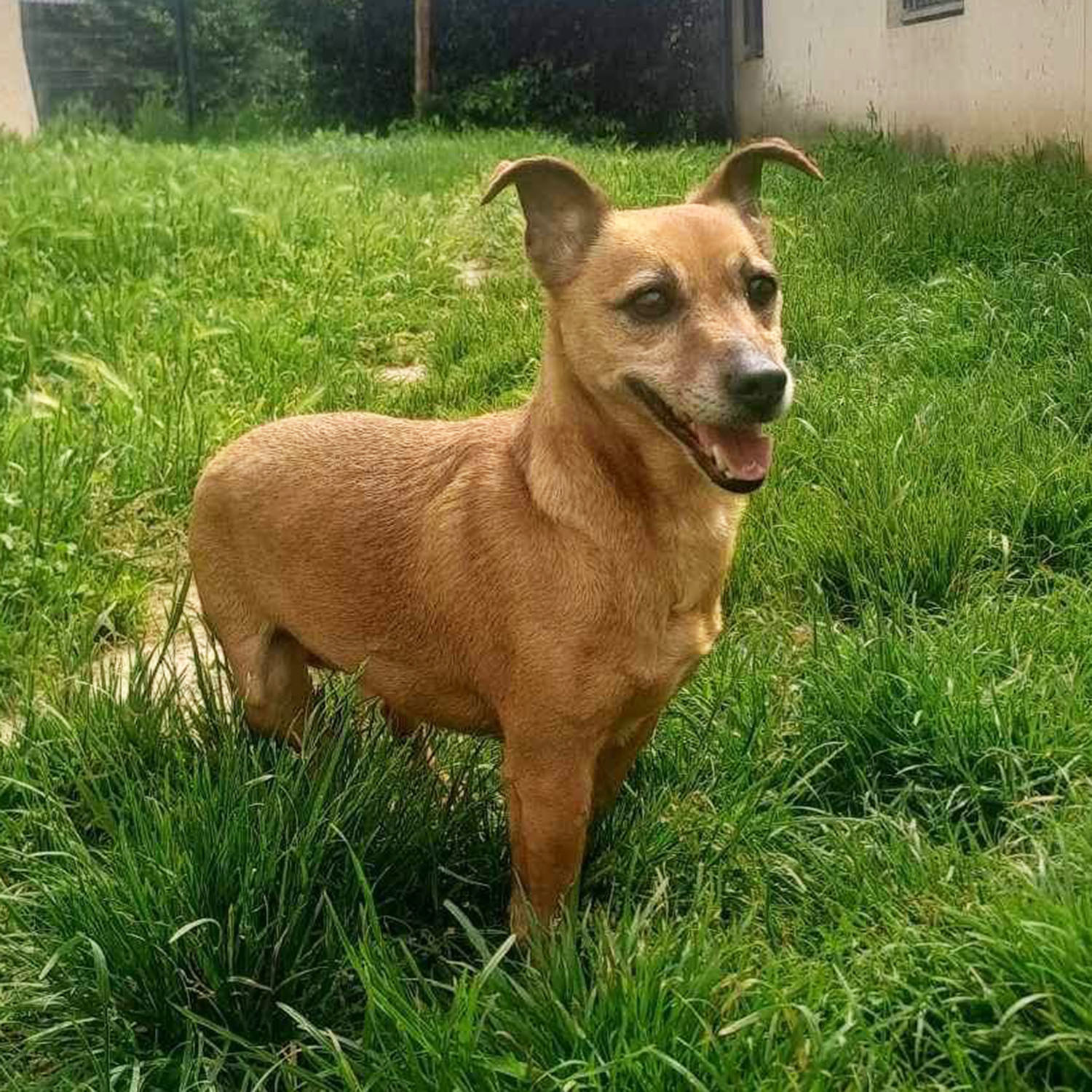 A l'adoption au refuge de Brignais - SPA de Lyon et du Sud-Est