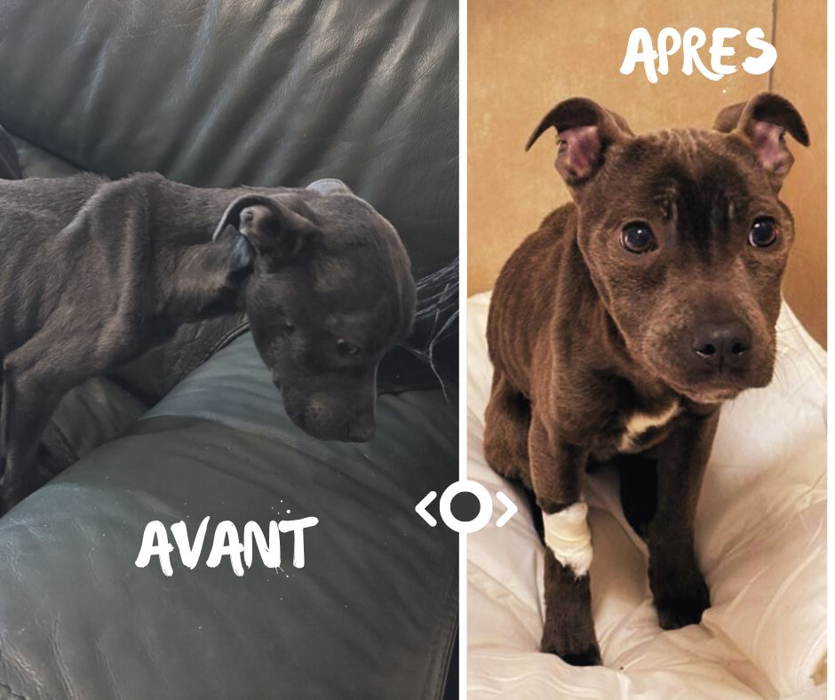 Une Jeune Chienne Dénutrie Et Laissée Sans Soins Spa De Lyon Et Du