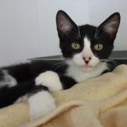 A l'adoption au refuge de Brignais - SPA de Lyon et du Sud-Est