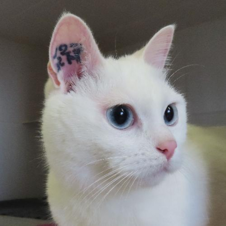 A l'adoption au refuge de Brignais - SPA de Lyon et du Sud-Est