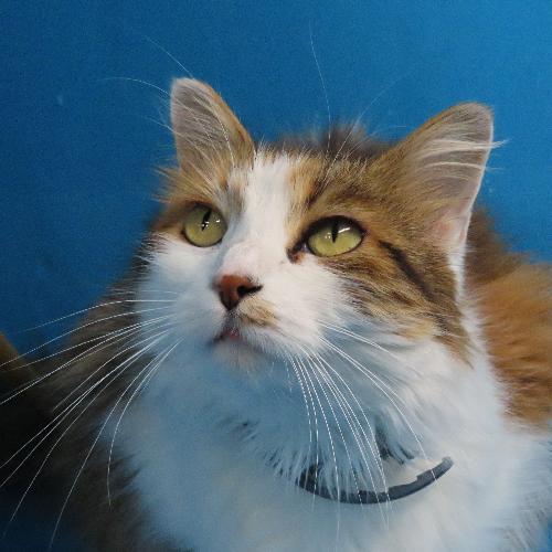 A l'adoption au refuge de Brignais - SPA de Lyon et du Sud-Est