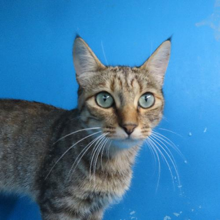 A l'adoption au refuge de Brignais - SPA de Lyon et du Sud-Est