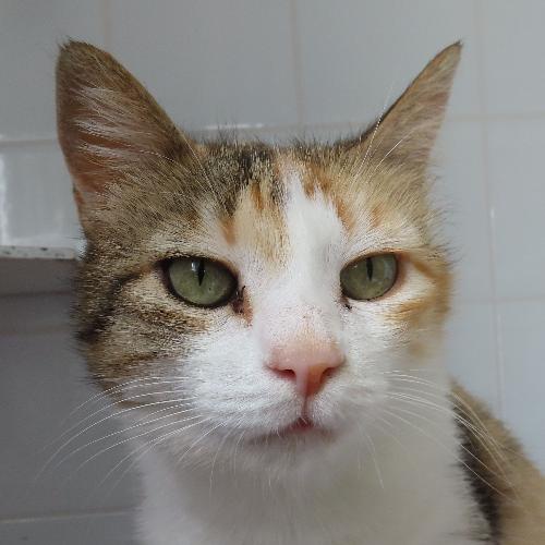 A l'adoption au refuge de Brignais - SPA de Lyon et du Sud-Est