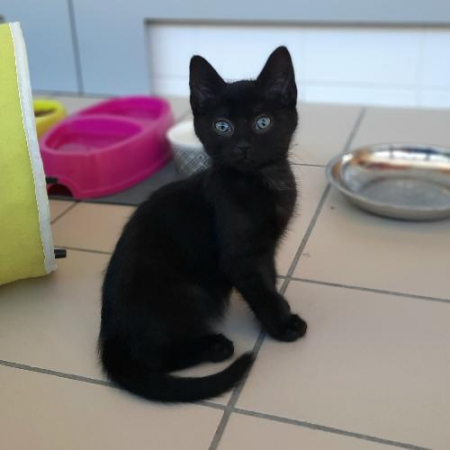 A l'adoption au refuge de Brignais - SPA de Lyon et du Sud-Est